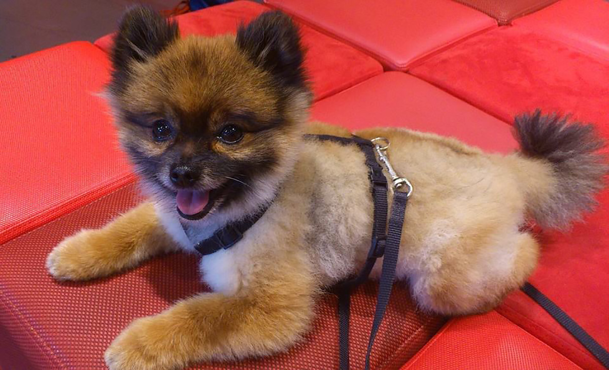 Spitz Nain, un chien à absolument adopter