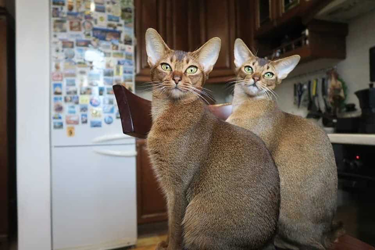 Tout sur la race de chat abyssin